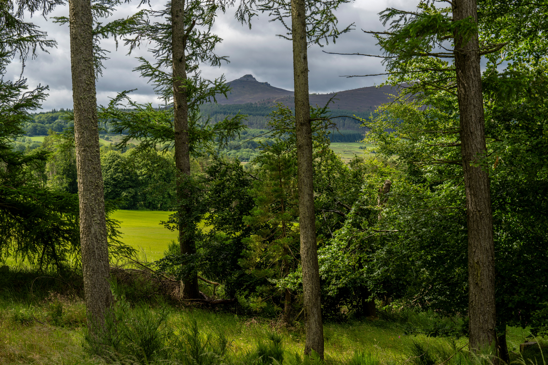 Logie Woodlands | Aberdeen & Northern Estates